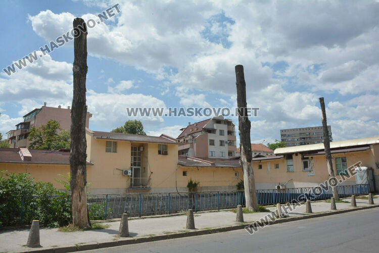 Изсъхнаха над 50 тополи край реката в Хасково - Haskovo.NET